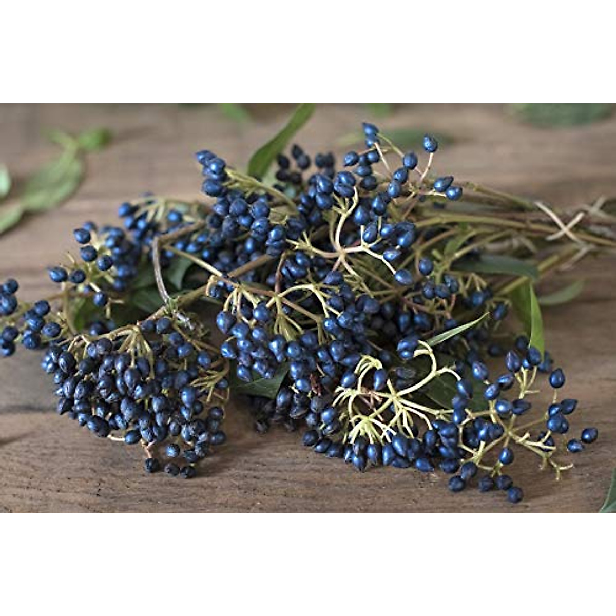 1112B-Sapphire Berry (Symplocos paniculata) Seeds by Robsrareandgiantseeds UPC0764425787099 Non-GMO,Organic,USA Grower, Bonsai, 1112-B Package of 25 Seeds