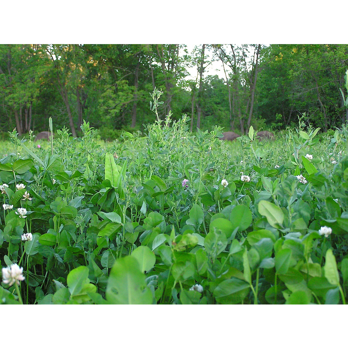Whitetail Institute Alfa-Rack Plus Deer Food Plot Seed, Perennial Blend of Deep-Root Forages That Thrive on Hilltops and Hillsides, Highly Nutritious and Attractive to Deer, 16.5 lbs (1.25 acres)