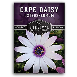 Survival Garden Seeds - Cape Daisy Seed for Planting - Packet with Instructions to Plant and Grow Beautiful White and Purple Osteospermum in Your Home Flower Garden - Non-GMO Heirloom Variety