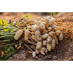 Tennessee Red Peanut Seeds for Planting, 20 Peanut Seeds Per Packet, (Isla's Garden Seeds), Non GMO Seeds, Botanical Name: Arachis hypogaea, Fun Home Garden Gift