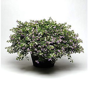 Outsidepride Bacopa Utopia Fuseables Garden Flower & Ground Cover Plant Seed - 20 Seeds