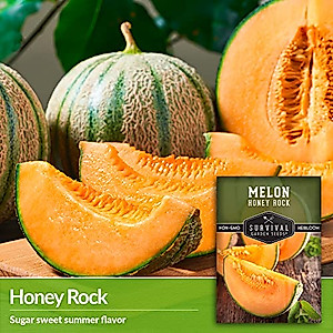 Survival Garden Seeds - Honey Rock Melon Seed for Planting - Packet with Instructions to Plant and Grow Sweet Delicious Cantaloupe Fruit in Your Home Vegetable Garden - Non-GMO Heirloom Variety