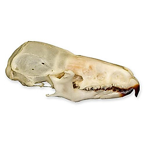 Real Shrew Skull A Quality