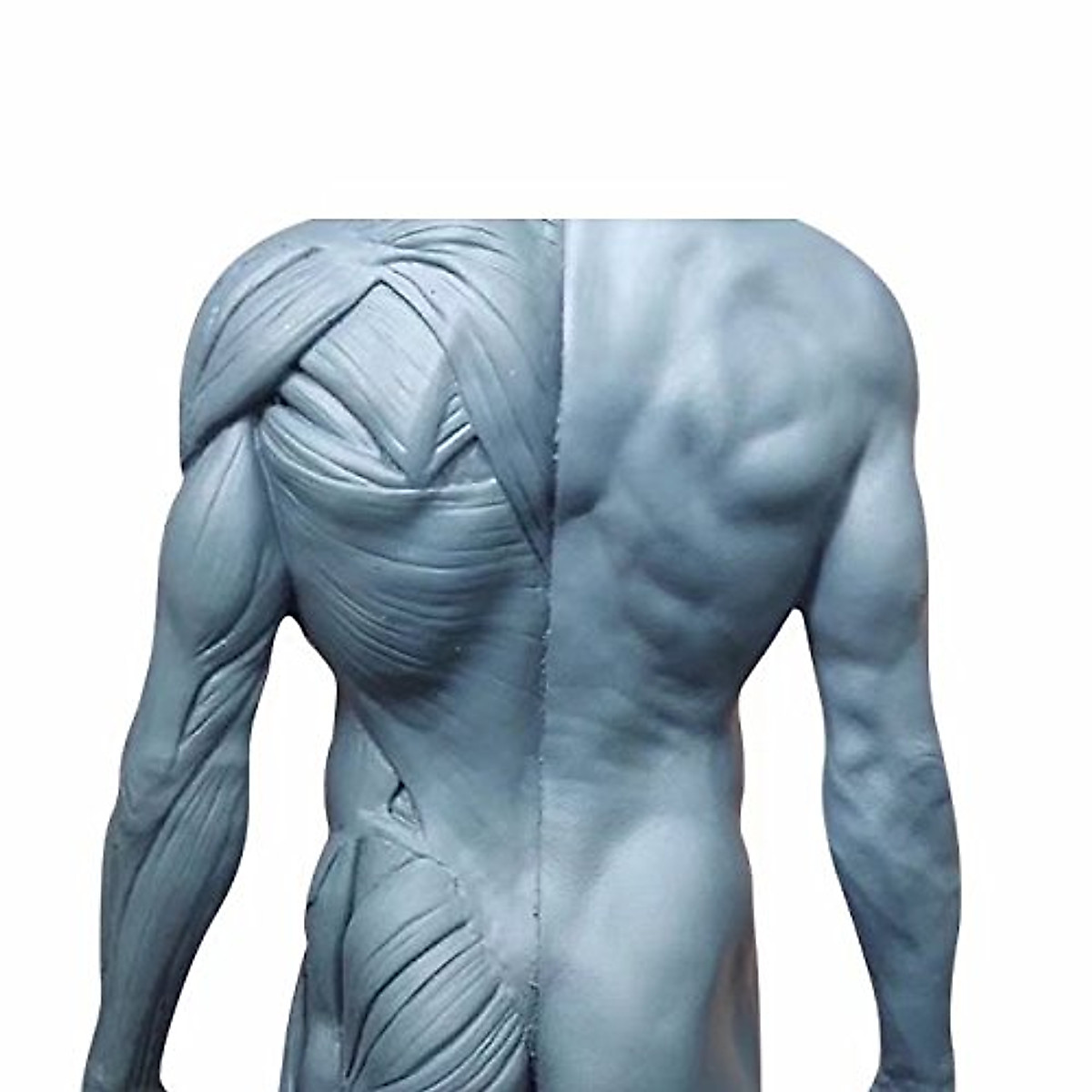 BoNew-Oral 30CM Human Anatomical Anatomy Skull Head Body Muscle Bone Resin Model