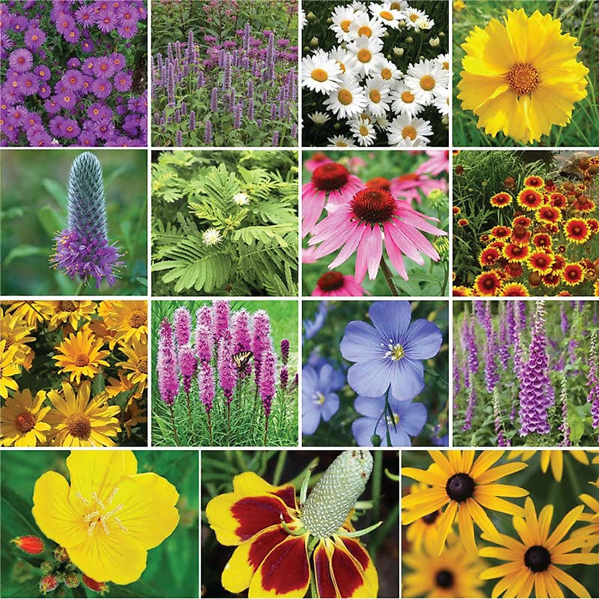 Midwest All Perennial Wildflower Seed Mix - 5 Pounds - Mixed Wildflower Seeds, Attracts Bees, Attracts Butterflies, Attracts Hummingbirds, Attracts Pollinators, Easy to Grow & Maintain, Cut Flower