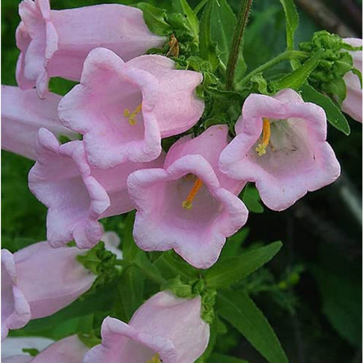 CHUXAY GARDEN Campanula Medium 'Champion Pink',Canterbury Bells Seed 200 Seeds Annual Flowering Plants Excellent Addition to Garden Easy Grow