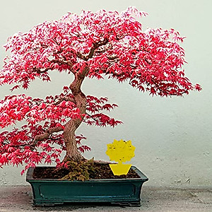 60PCS Yellow Sticky Traps, Dual-Sided, for Capturing Insects Like Gnats, Fruit Flies, Aphids