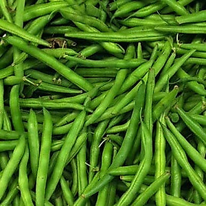 Blue Lake Pole Bean Seeds for Planting, 50+ Heirloom Green Bean Seeds Per Packet, (Isla's Garden Seeds), Non GMO Seeds, Botanical Name: Phaseolus vulgaris