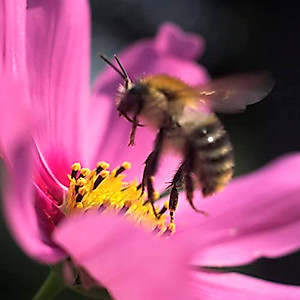 Pon Lee Brazil Green Bee Propolis Liquid Extract No Alcohol 30ML 1 Pack