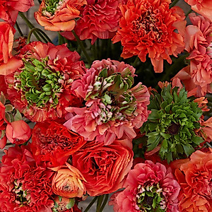 Ranunculus Bulbs - Super Green Orange - 100 Bulbs - Orange Flower Bulbs, Corm Attracts Bees, Attracts Pollinators, Easy to Grow & Maintain, Fragrant, Container Garden