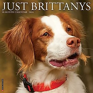 Willow Creek Press Brittanys Monthly 2024 Wall Calendar (12" x 12")