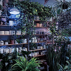 Briignite Grow Light Bulbs for Seedlings, Blue Spectrum, A19 E26 Base, 9W Grow Bulb 90W Equivalent for Indoor Plants, Seed Starting, 2Pack