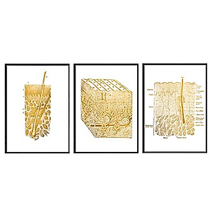 Human Anatomy Posters, Medical Anatomy Art, Vintage Medical Poster - Set of 3 Anatomy Wall Art, Medical Posters, Gold Human Skin Poster, Medical Office Wall Art, Vintage Decor Gift - 8x10in Unframed