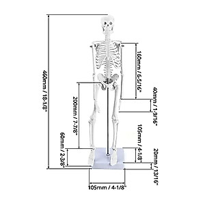 QWORK Human Skeleton Anatomical Model, Scientific Model, Miniature Skeleton Model with Movable Arms and Legs, for Medical Training & Classroom Education