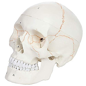 Axis Scientific Numbered Human Skull Model Bundle, 3 Part Life Size Replica, Removable Calvarium (Skull Cap), Mandible (Jaw) and 55 Numbered Features, Includes Detailed Study Guide