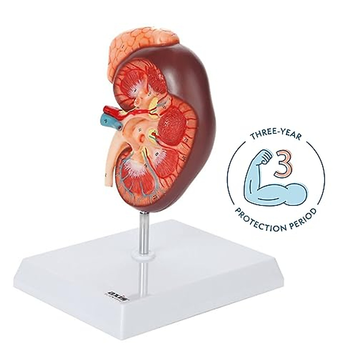 Kidney Anatomy Model with Adrenal Gland, Includes Base, Made by Axis Scientific