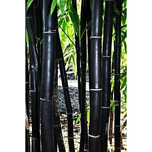 50+ Rare Black Bamboo Seeds for Planting | Exotic and Fast Growing | Ships from Iowa, USA
