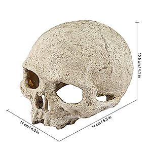 Half Skull Reptile Amphibian Habitat Hide – Premium Non-Toxic Resin for Aquariums & Terrariums – Large Size