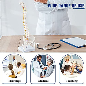 HINGONS Miniature Spine Anatomy Model, 15.5" Mini Vertebral Column Model Details Vertebrae, Spinal Nerves, Lumbar & Pelvis, with Stand for Medical Students and Chiropractors (Includes Product Manual)