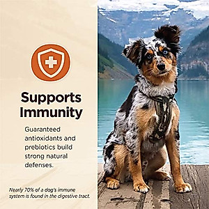 Wellness CORE Digestive Health Dry Dog Food with Wholesome Grains, Highly Digestible, for Dogs with Sensitive Stomachs, Made in USA with Real Protein (Small Breed, Chicken & Brown Rice, 12-Pound Bag)