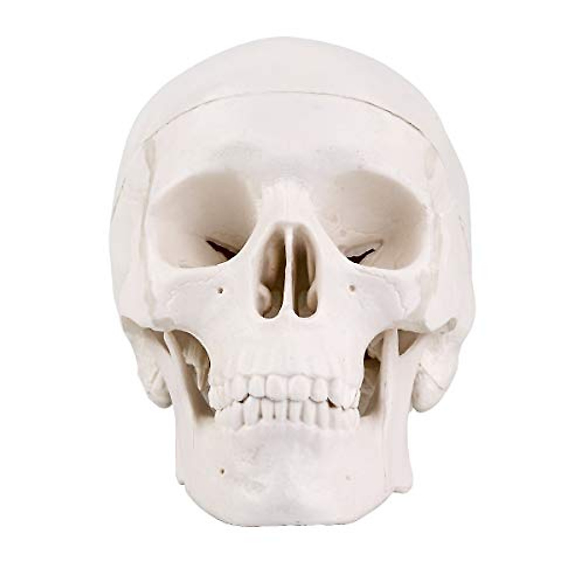 SKUMOD Mini Human Medical Skull Model, Removable Skull Cap & Full Set of Teeth Perfect for Teaching & Learning(Palm-Sized Skull)