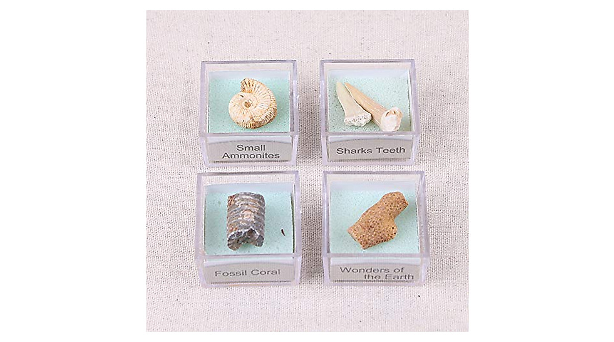 Discover Genuine Fossil Collection – Educational Specimen Box