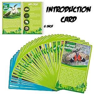 6 PCS Resin Insect Specimen Set, Butterfly, Jewel Frog Beetle, Silk Moth, Chafer, Stinkbug, Wasp, Science Education Toy for Kids