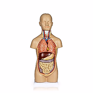 Vision Scientific VAT106 12 Parts Sexless Human Torso | Showing Section of Brain, Neck Dissected Exposes Muscular Neural, Vascular and Glandular Structure | Reveal Major Body Systems | W Manual