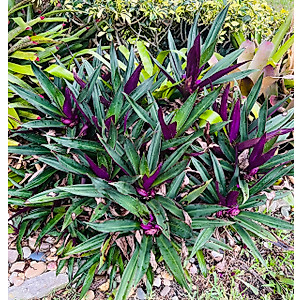 TWO Outdoor Live Plants- Oyster Plant Purple & Green - Grows to Medium Height Outdoor Plant- Young Small Plant