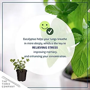 Live Aromatic and Healthy Herb - Eucalyptus (4 Per Pack), Improved Breathing and Air Quality, 10" Tall by 3" Wide