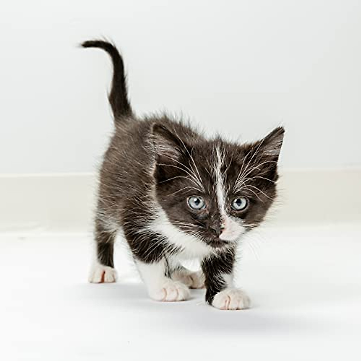 PetAg KMR Kitten Milk Replacer Liquid - Growing Kittens or Adult Cat - 11 Fl Oz - 4 Pack