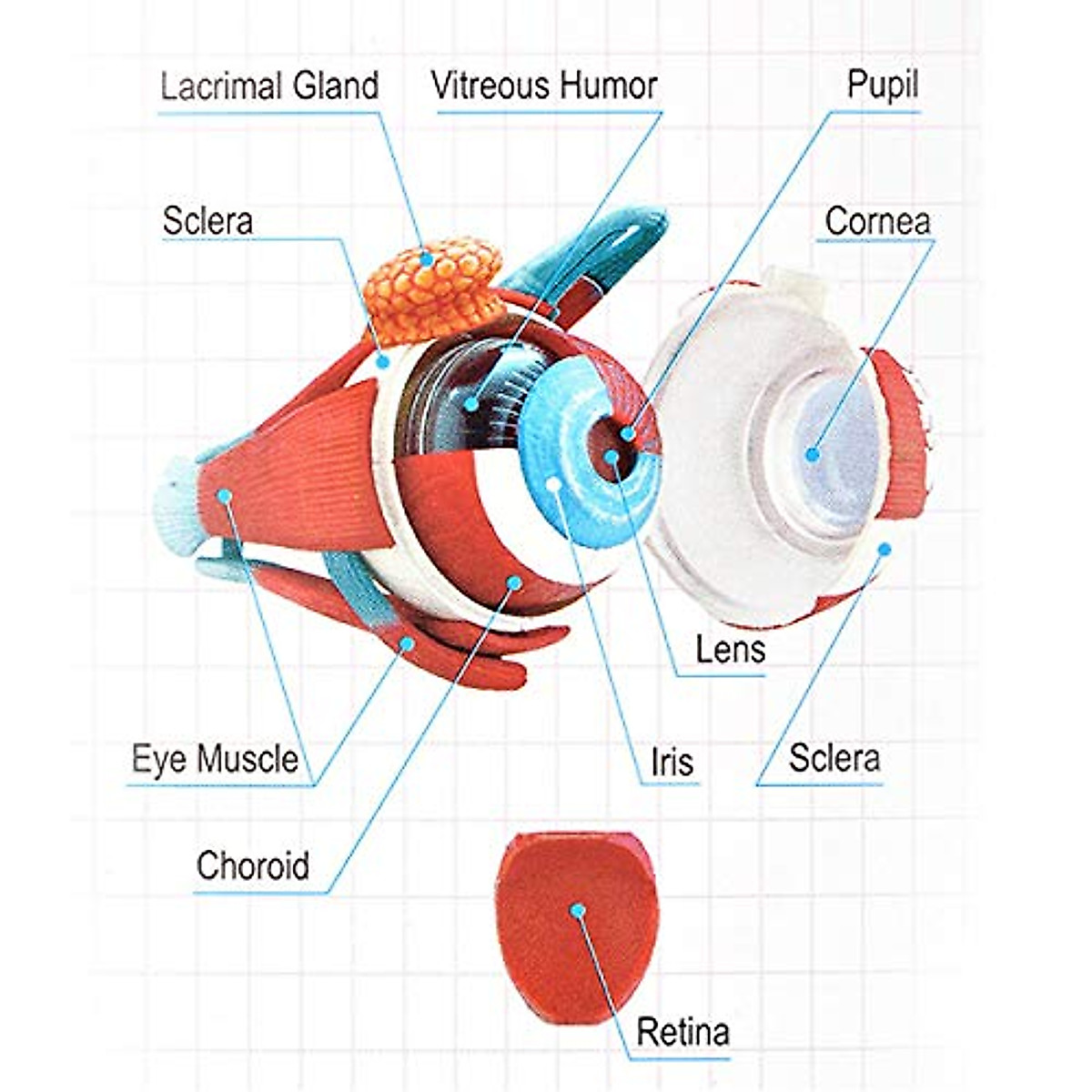 OUBO 4D Anatomical Human Eyes Structural Model Anatomy Medical Teaching School