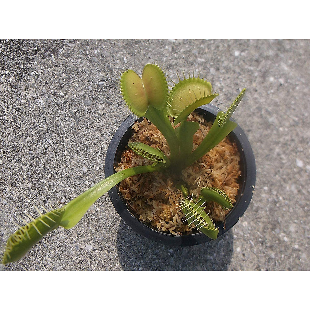 B52 Giant Venus Flytrap - Fly Trap - (Dionaea Muscipula) Carnivorous Plant 3.75 inch Pot