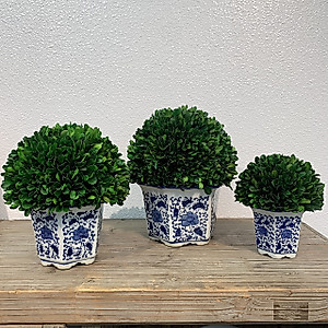 Galt International Preserved Natural Boxwood in Ceramic Pot - Plant and Table Centerpiece - Stunning Greenery and Plant Decor for Home - Blue & White - 9.5” Tall