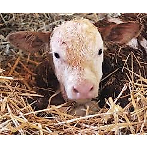 Premium 100% Natural Wheat Straw Grass Harvested 2022, Farmer Direct- Excellent Animal Bedding, Garden Cover, Mulch and Farm Wheat Straw 5lbs. Straw Shipped