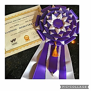 White Face Black Spanish Hatching Eggs