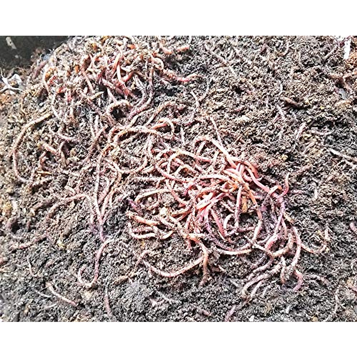 Enchantment Products 1000 Count Red Wiggler Worms Live Composting Worms