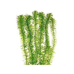 Anacharis Elodea Densa Egeria One Bunch Live Aquarium Plants