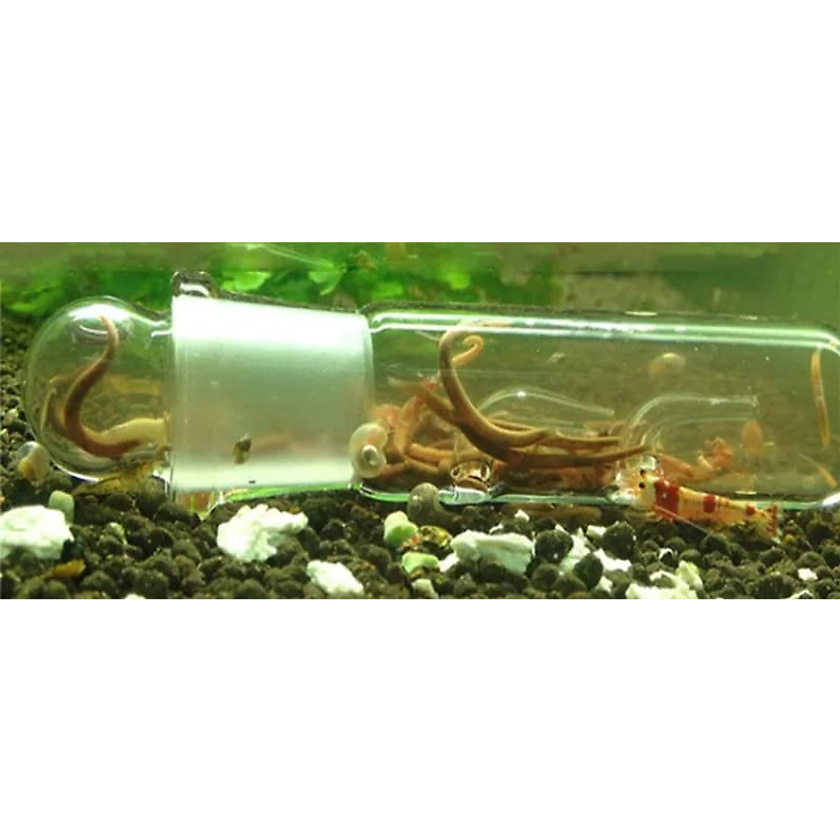Planaria Trap Leech & Flatworm Trap/Catcher for Shrimp Tank or Aquarium by Awesome Aquatic (Combo 1 ea Glass 3 / Plastic 8 Hole)