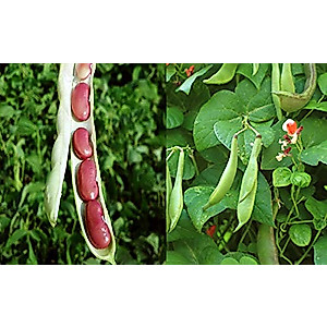 Organic Dark Red Kidney Beans- Fiber & Protein rich, Raw, Non-GMO, Vegan Bulk-2LB