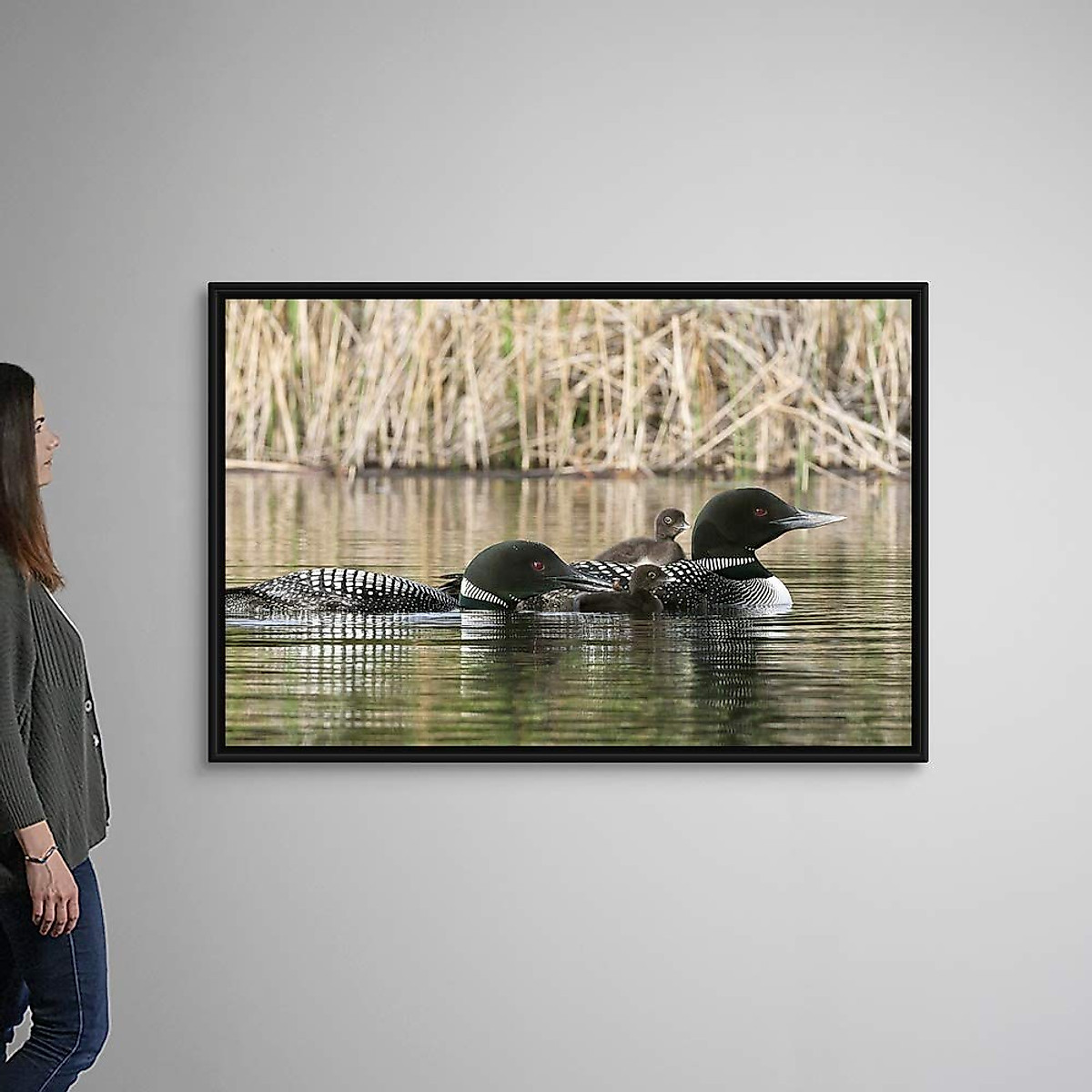 Common Loon family, One adult loon is Black Float Frame Canvas Art, Photography Artwork