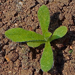 Seed Needs, Mixed Strawflower Seeds for Planting (Xerochrysum bracteatum) Heirloom & Open Pollinated, Attracts Pollinators (2 Packs)