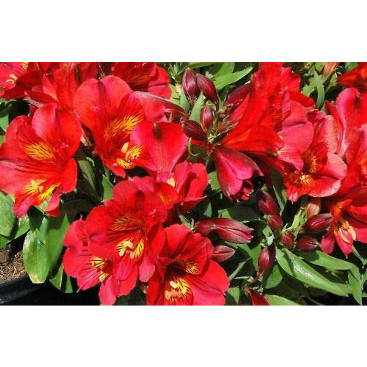 10+ Mix Canna Lily Seeds Peruvian Dr Salters Flower Flowers