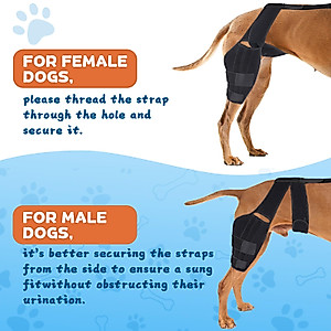 Pawfun Dog Knee Brace for Torn ACL Hind Leg, Dog Leg Brace for Large and Small Dogs with Hip Dysplasia, CCL, Ligament Injuries or Osteoarthritis, Both Back and Front Legs (Large)