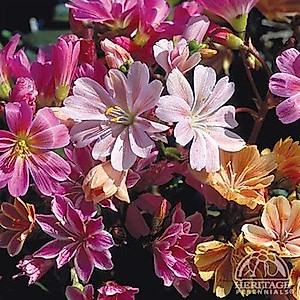 Outsidepride Lewisia Sunset Strain Garden Flowers Great for Pots, Containers, Baskets, Patios - 100 Seeds