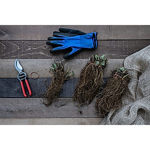 Albion Everbearing Strawberry Bare Roots Plants, 25 per Pack, Hardy Plants Non GMO…