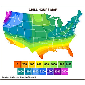 TriStar Plants - Blueberry 'Highbush/Sweeheart' - 1 Quart Trade Pot, NO SHIP CALIFORNIA - edible fruit, fruit tree, homestead garden