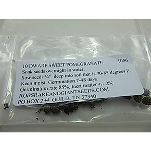 1056-Pomegranate Dwarf (Punica granatum) Seeds by Robsrareandgiantseeds UPC0764425786299 Non-GMO,Organic,USA Grower,1056 Package of 10 Seeds