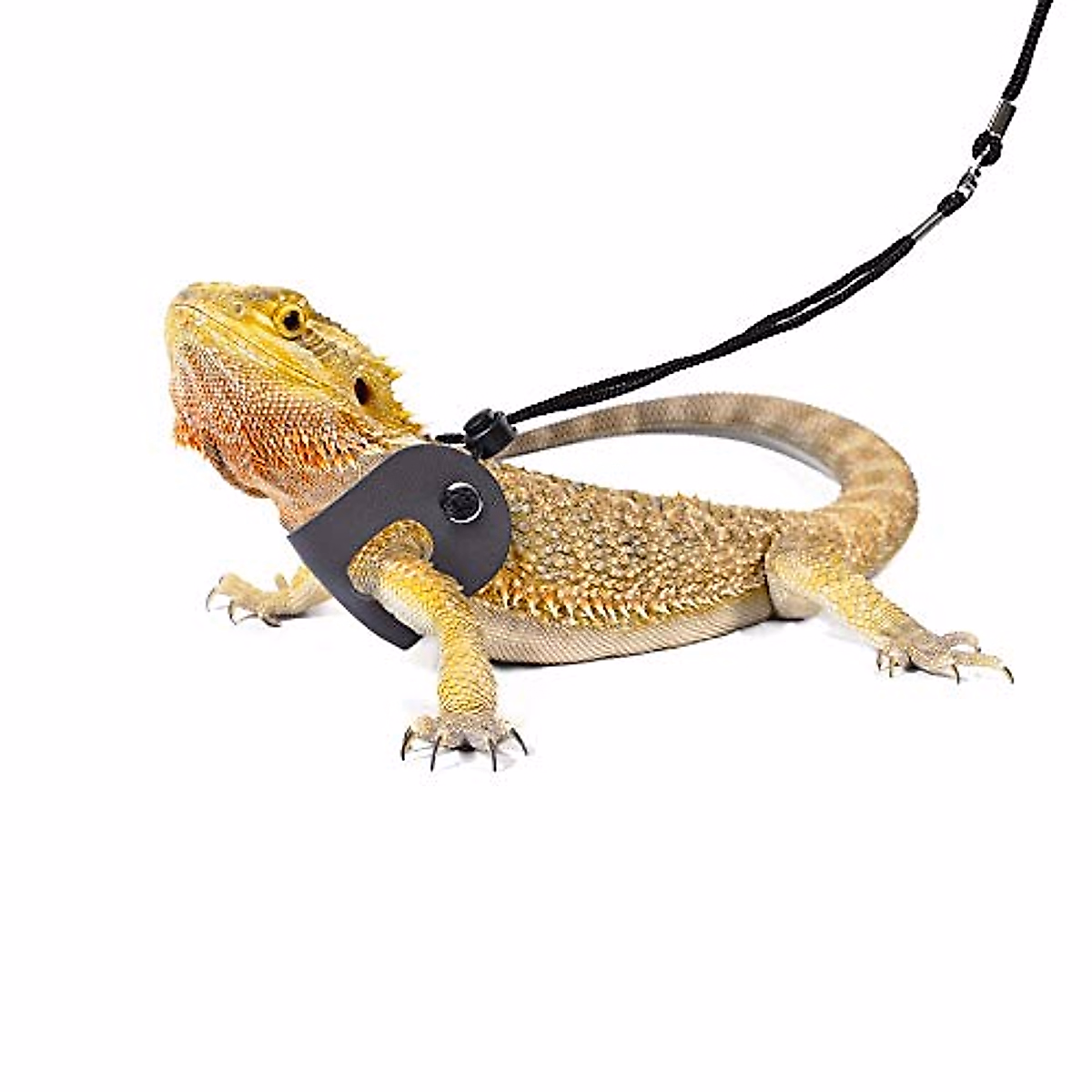 POLKASTORE Bearded Dragon Harness and Leash Adjustable(S,M,L, 3 Pack) - Soft Leather Reptile Lizard Leash for Amphibians and Other Small Pet Animals