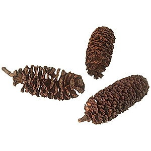Sera Alder Cones 50 Pcs.